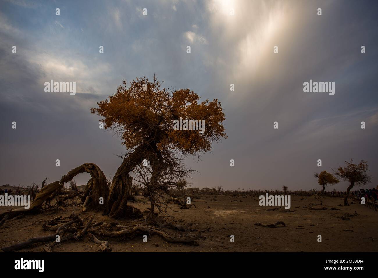 Strange forest hi-res stock photography and images - Alamy