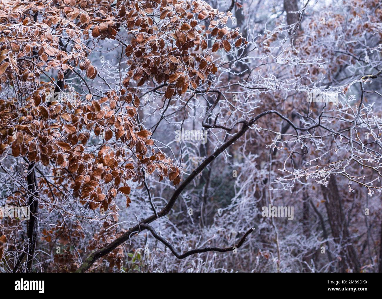 Jiangxi china winter hi-res stock photography and images - Alamy