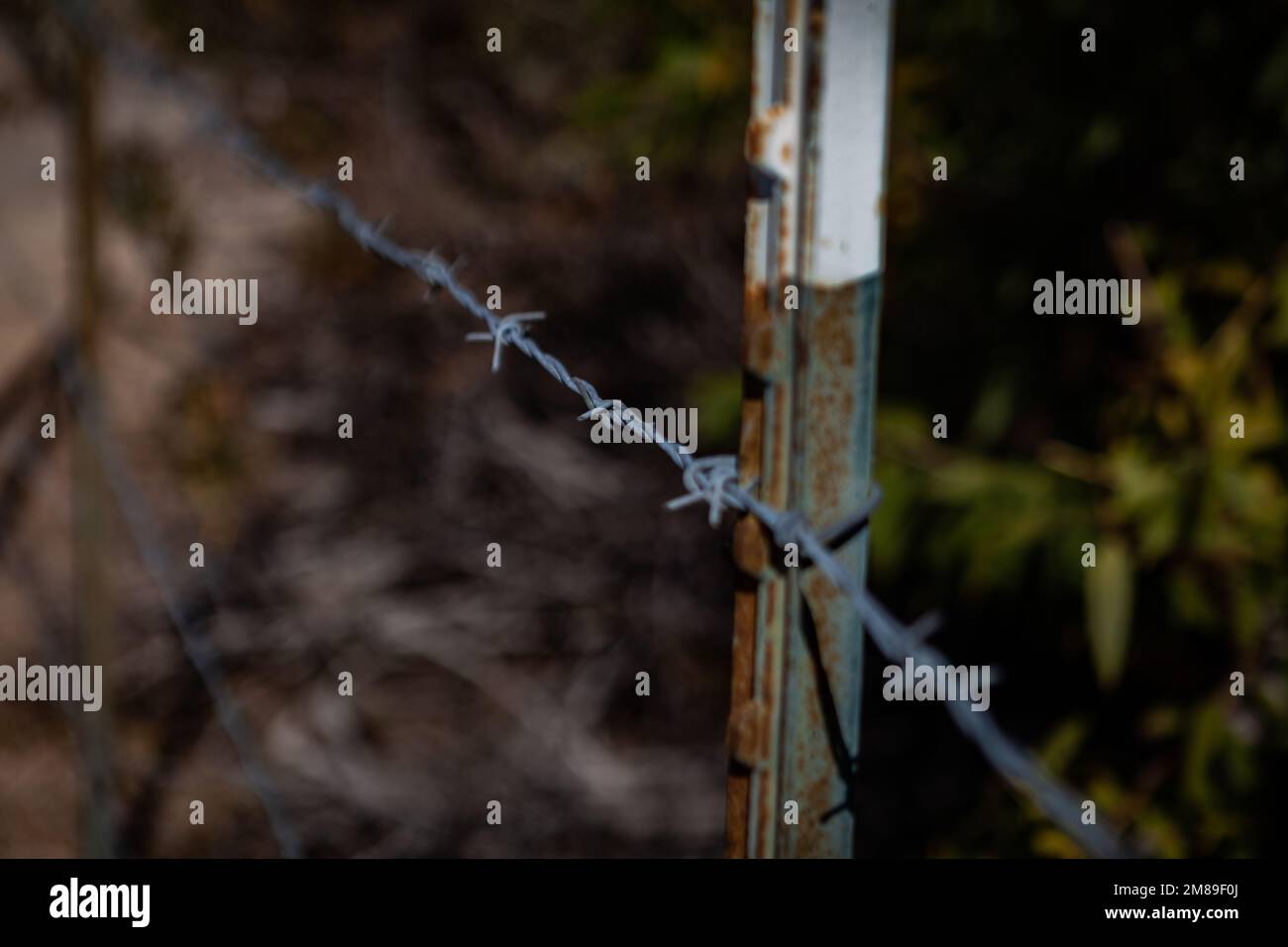 Barbed wire bush hi-res stock photography and images - Alamy