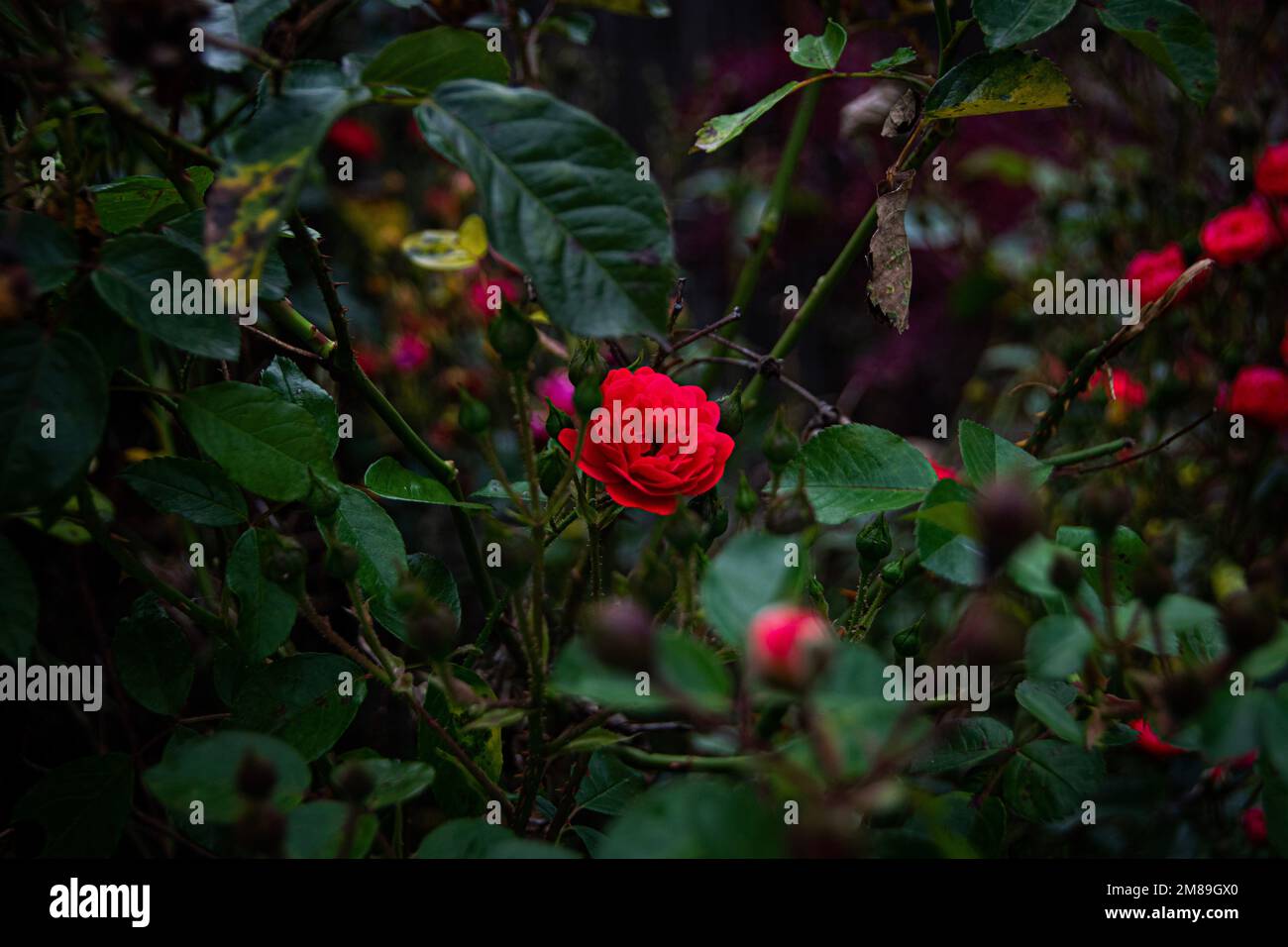 A selective focus shot of red rose flower plants in a garden Stock ...