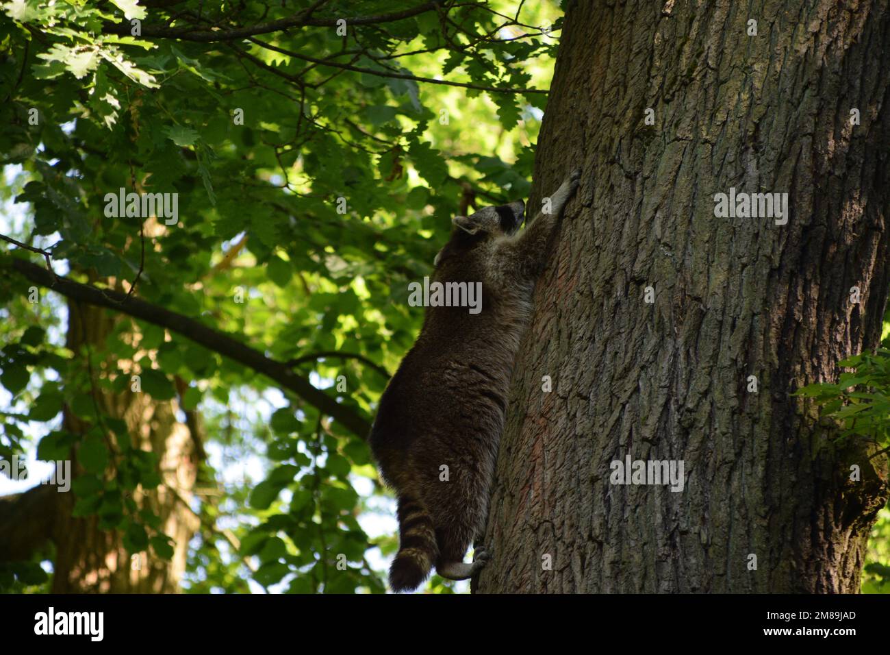 An American raccoon (Procyon lotor) climbing the tree in a forest Stock ...