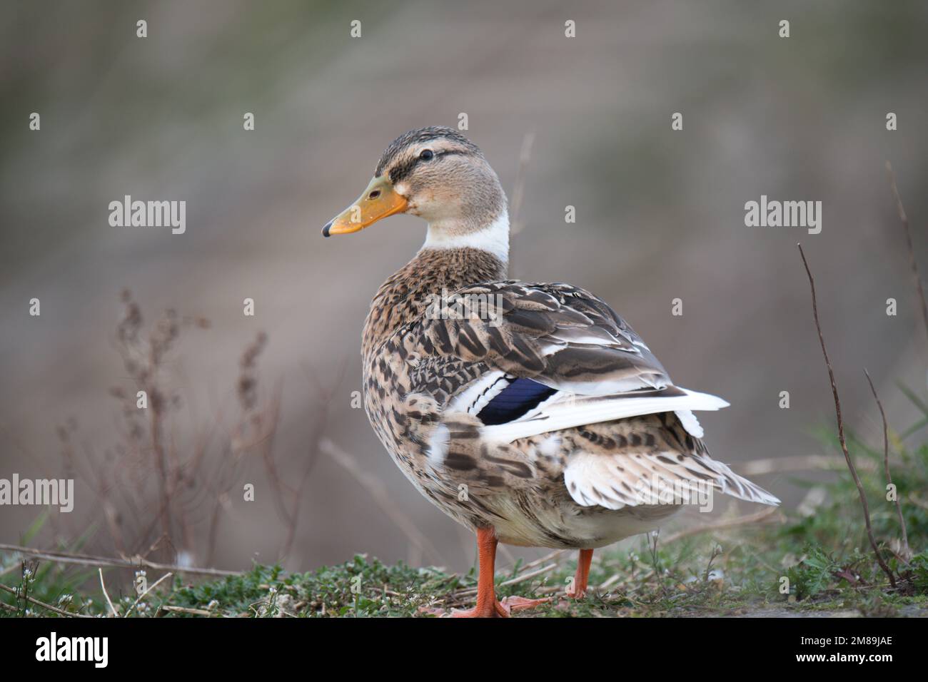Appleyard duck hi-res stock photography and images - Alamy