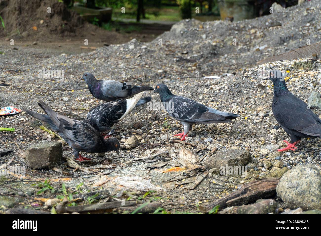 Wild pigeons animal congregate in residential areas Stock Photo - Alamy