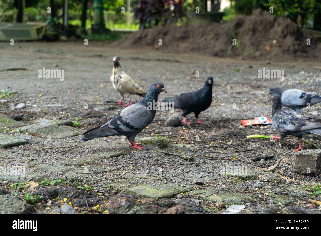 Wild pigeons animal congregate in residential areas Stock Photo - Alamy