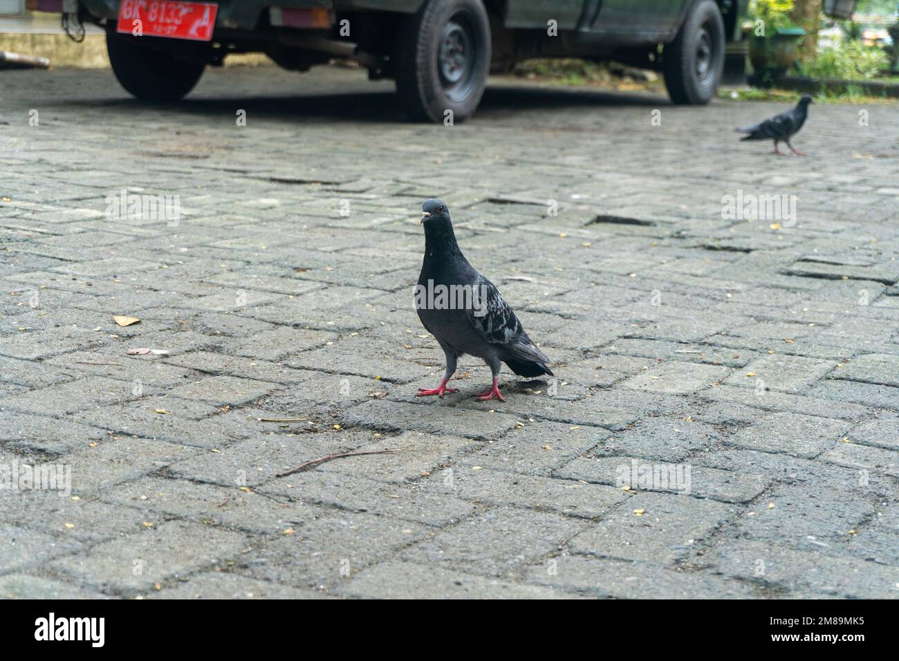 Wildlife in residential areas hi-res stock photography and images - Alamy