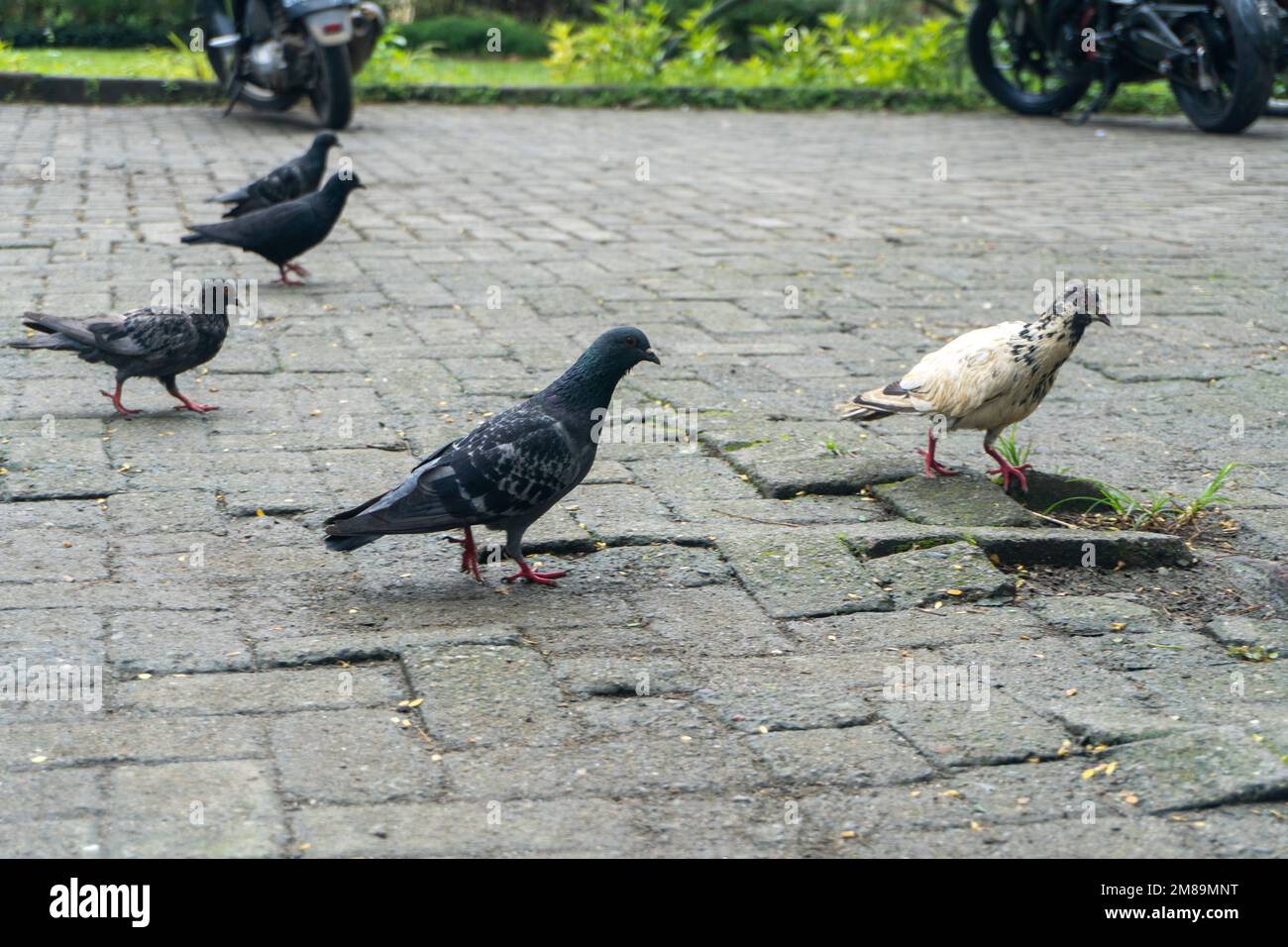 Pigeons in urban areas hi-res stock photography and images - Alamy