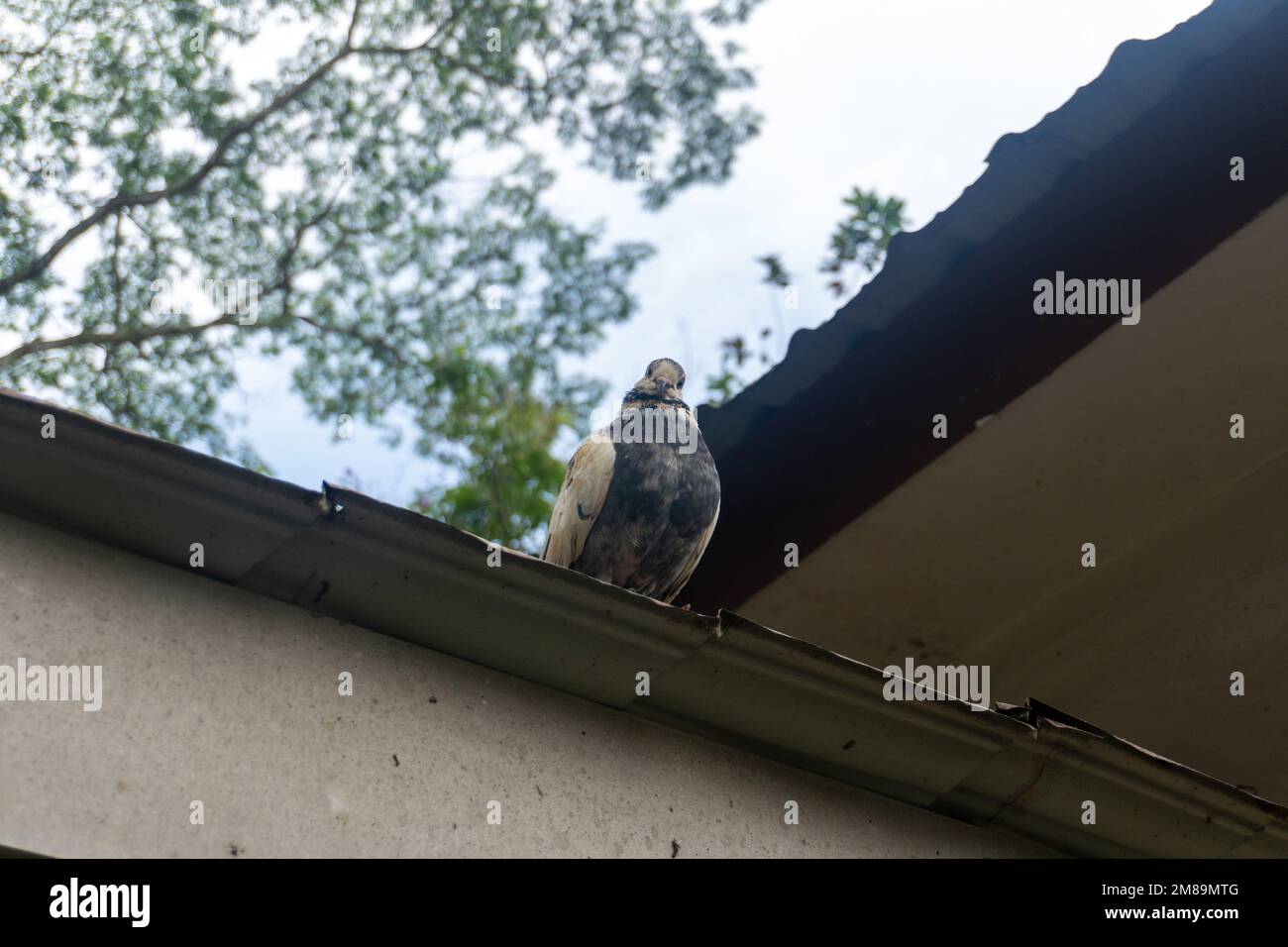 Wild pigeons animal congregate in residential areas Stock Photo - Alamy