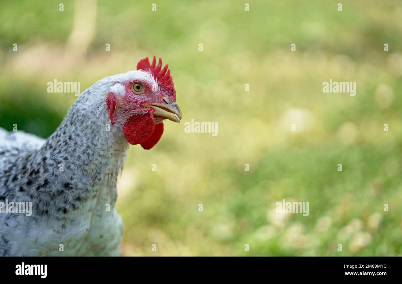 chicken. hen walking in the street near the house Stock Photo - Alamy