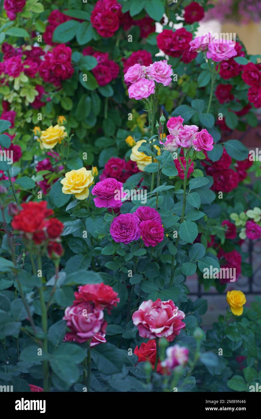 Beautiful colorful rose garden in spring Stock Photo - Alamy