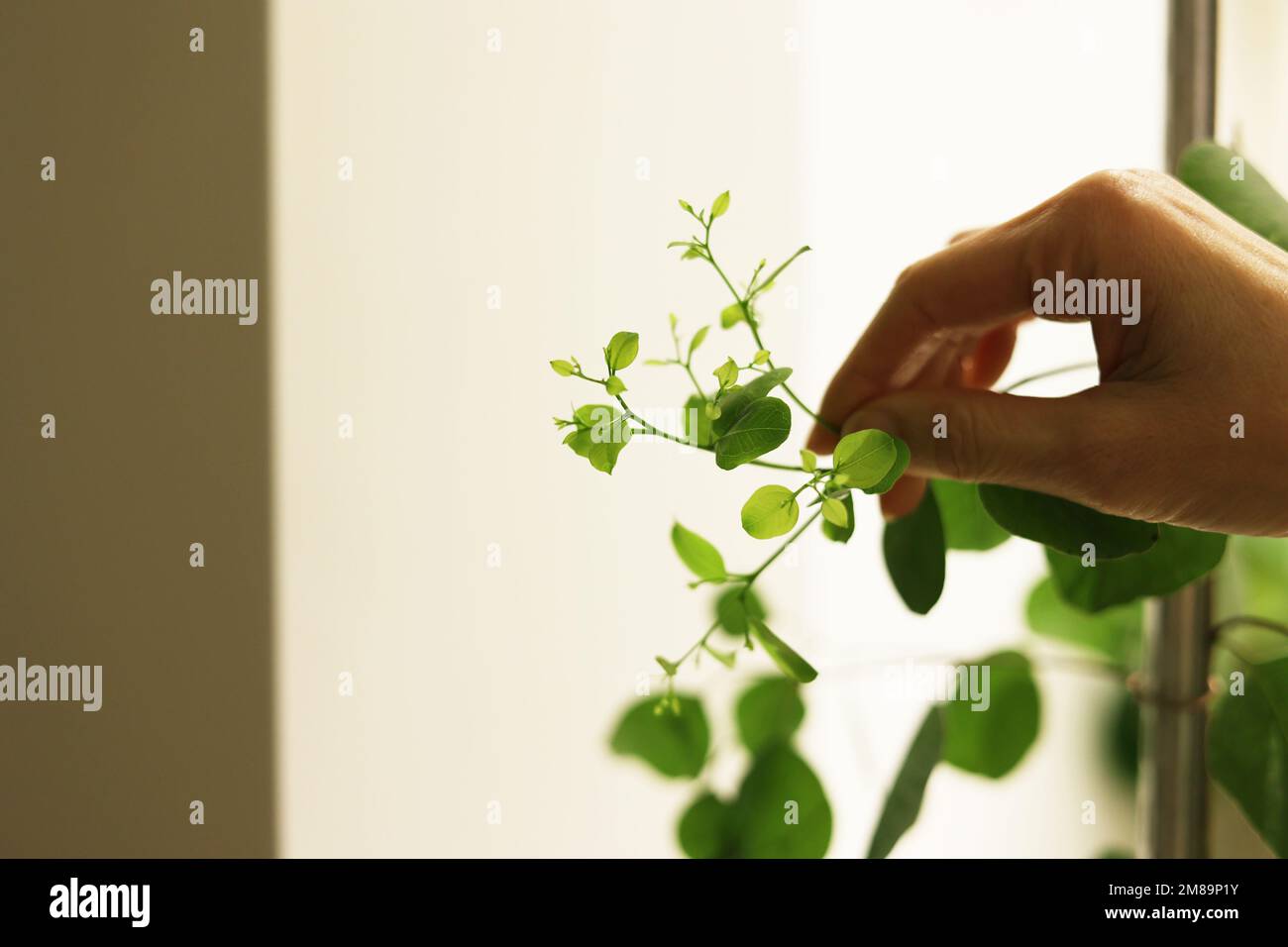 Hand touching a new buds which are freshly sprouting Stock Photo - Alamy