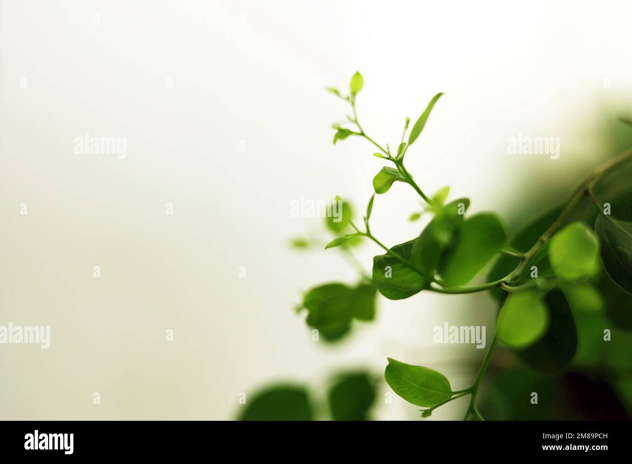 Trees sprouting spring leaves hi-res stock photography and images - Alamy