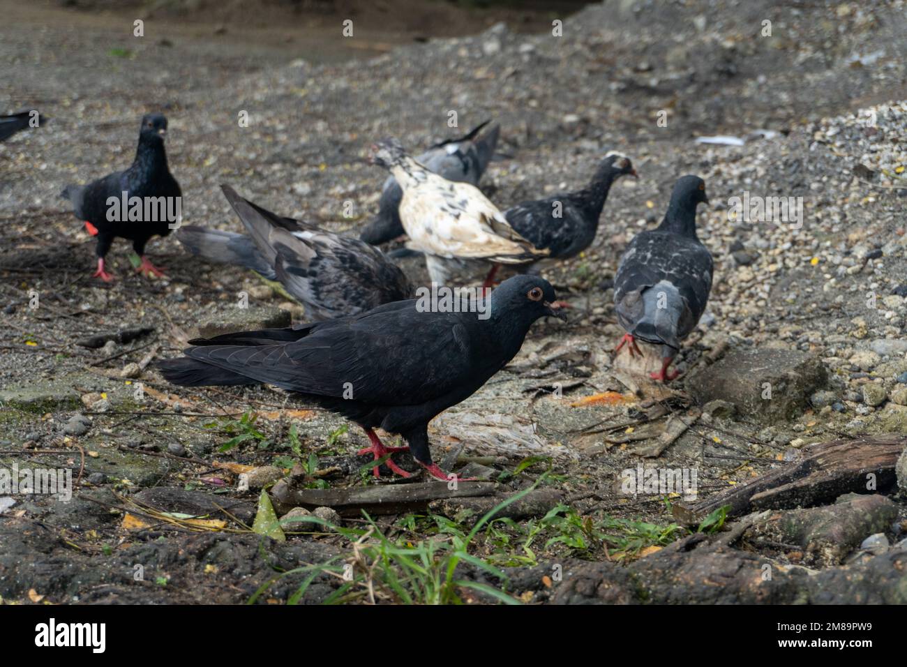 Wild pigeons animal congregate in residential areas Stock Photo - Alamy