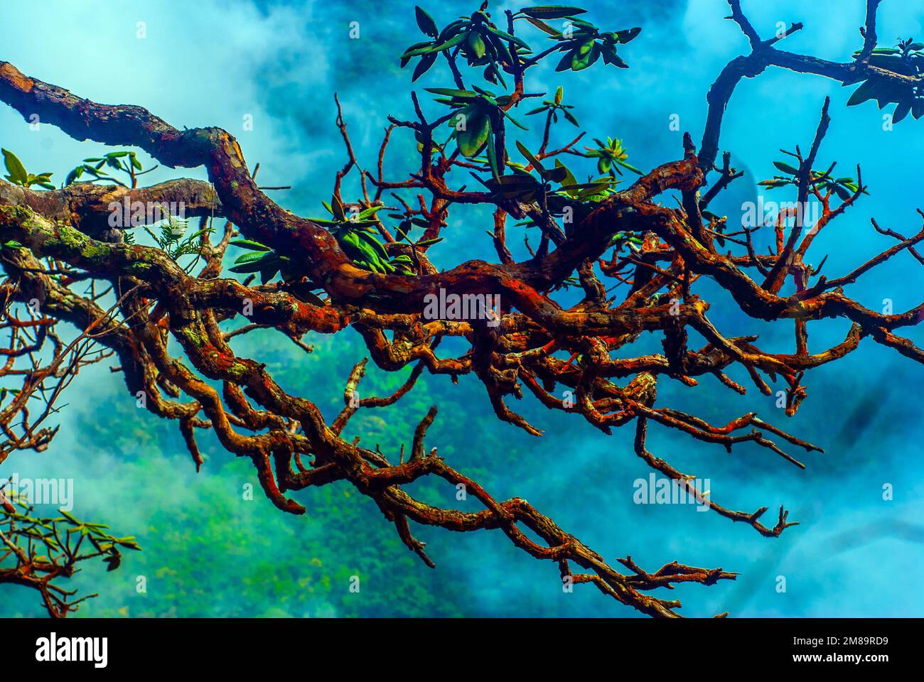 Trees from the Side Stock Photo - Alamy