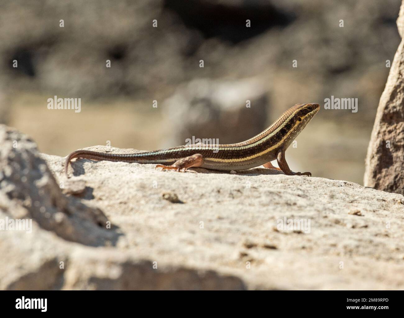 Blue-tailed skink lizard stood on a stone rock in rural countryside ...