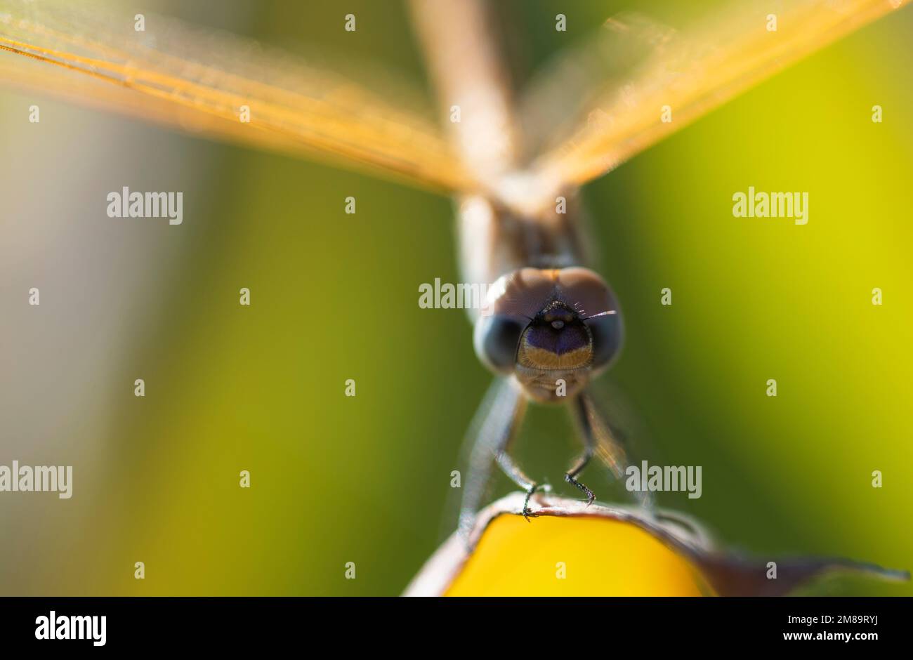 Closeup macro detail of wandering glider dragonfly Pantala flavescens ...