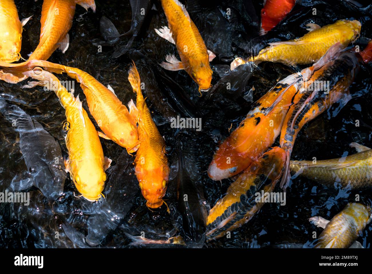 Brocade carp hi-res stock photography and images - Alamy