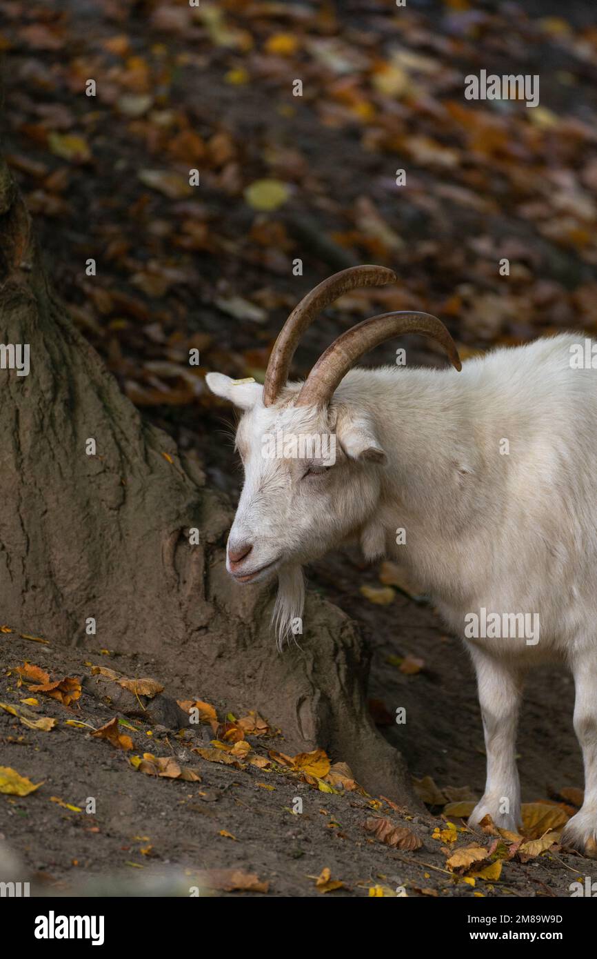 A vertical closeup of a Saanen goat in a forest Stock Photo - Alamy