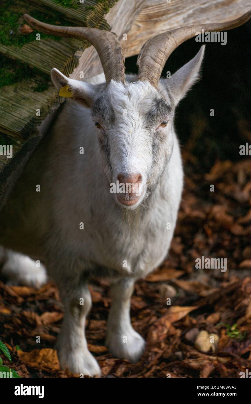 Saanen dairy goat farm hi-res stock photography and images - Alamy