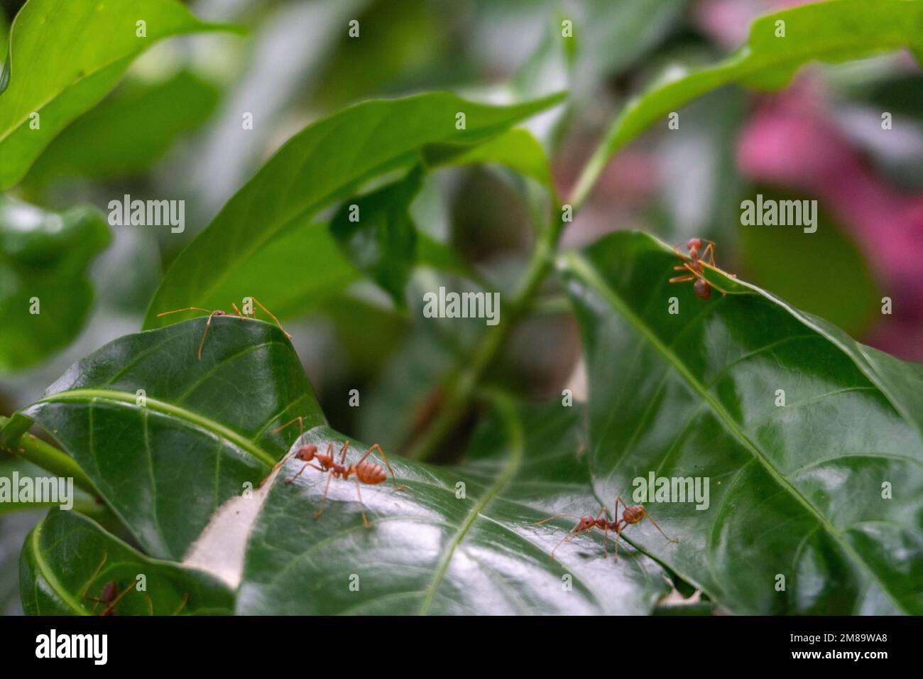Red weaver ants swarm on plant leaves close up Stock Photo - Alamy