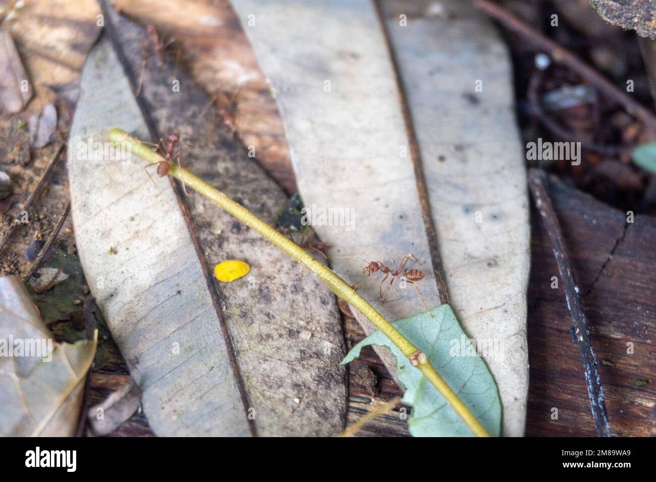 Red weaver ants swarm on plant leaves close up Stock Photo - Alamy