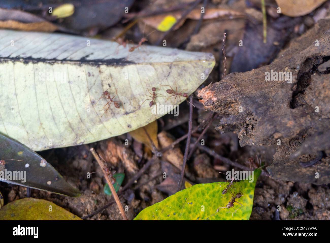 Group ants carrying green leaves hi-res stock photography and images ...