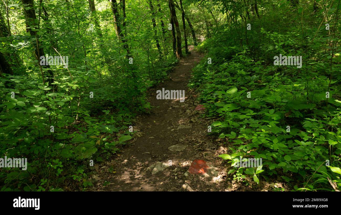 Tourist path in the deciduous forest. Berendeyevo kingdom, Russia ...