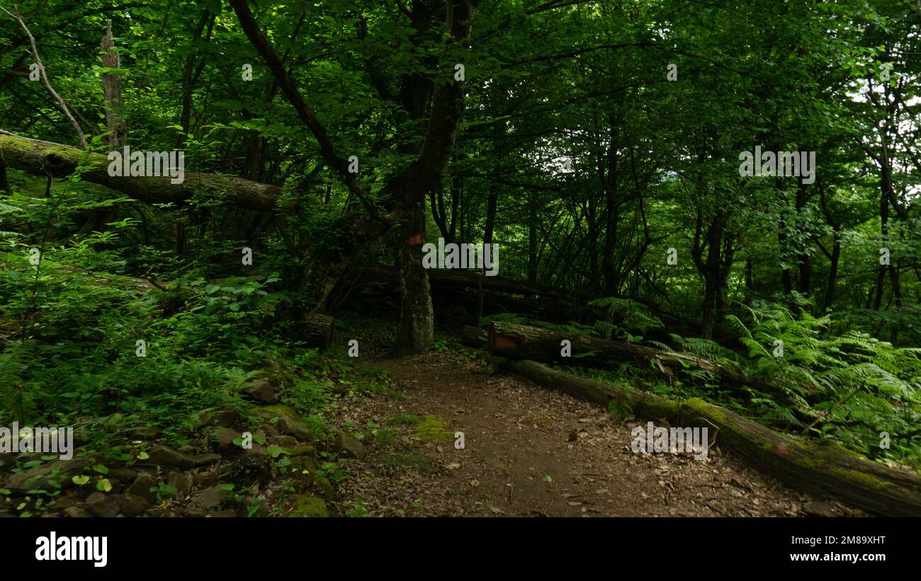 Tourist path in the deciduous forest. Berendeyevo kingdom, Russia ...