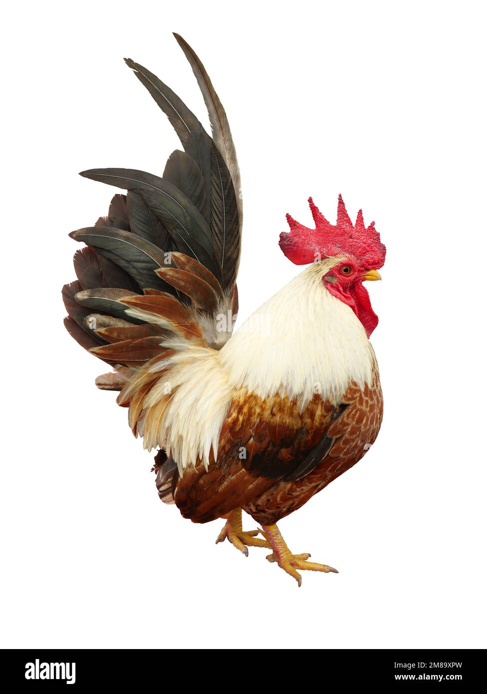 Bantam chicken is standing isolated on white background, Black with ...