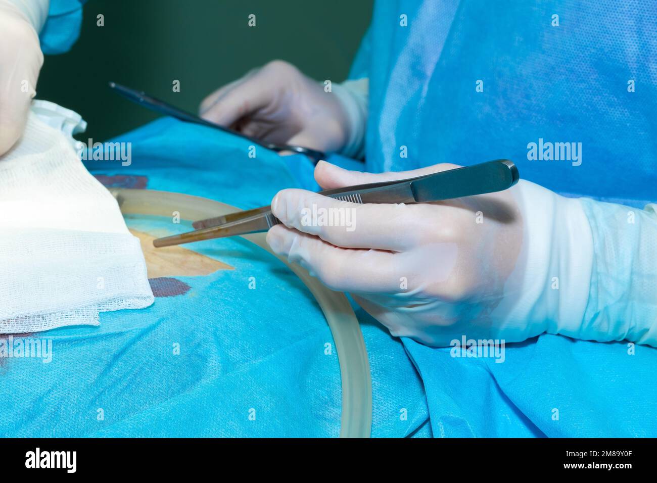 Hand glove hold surgical forceps hi-res stock photography and images ...