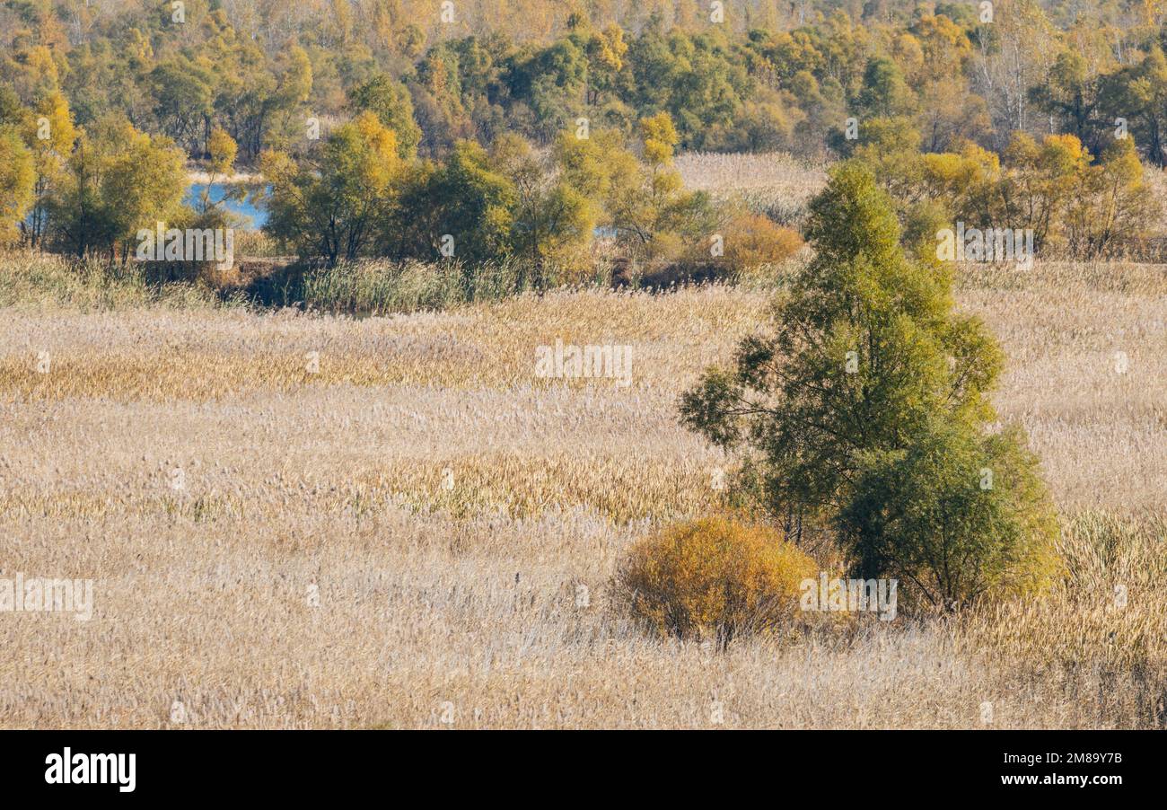 An aerial view of greenery field surrounded by dense trees Stock Photo ...