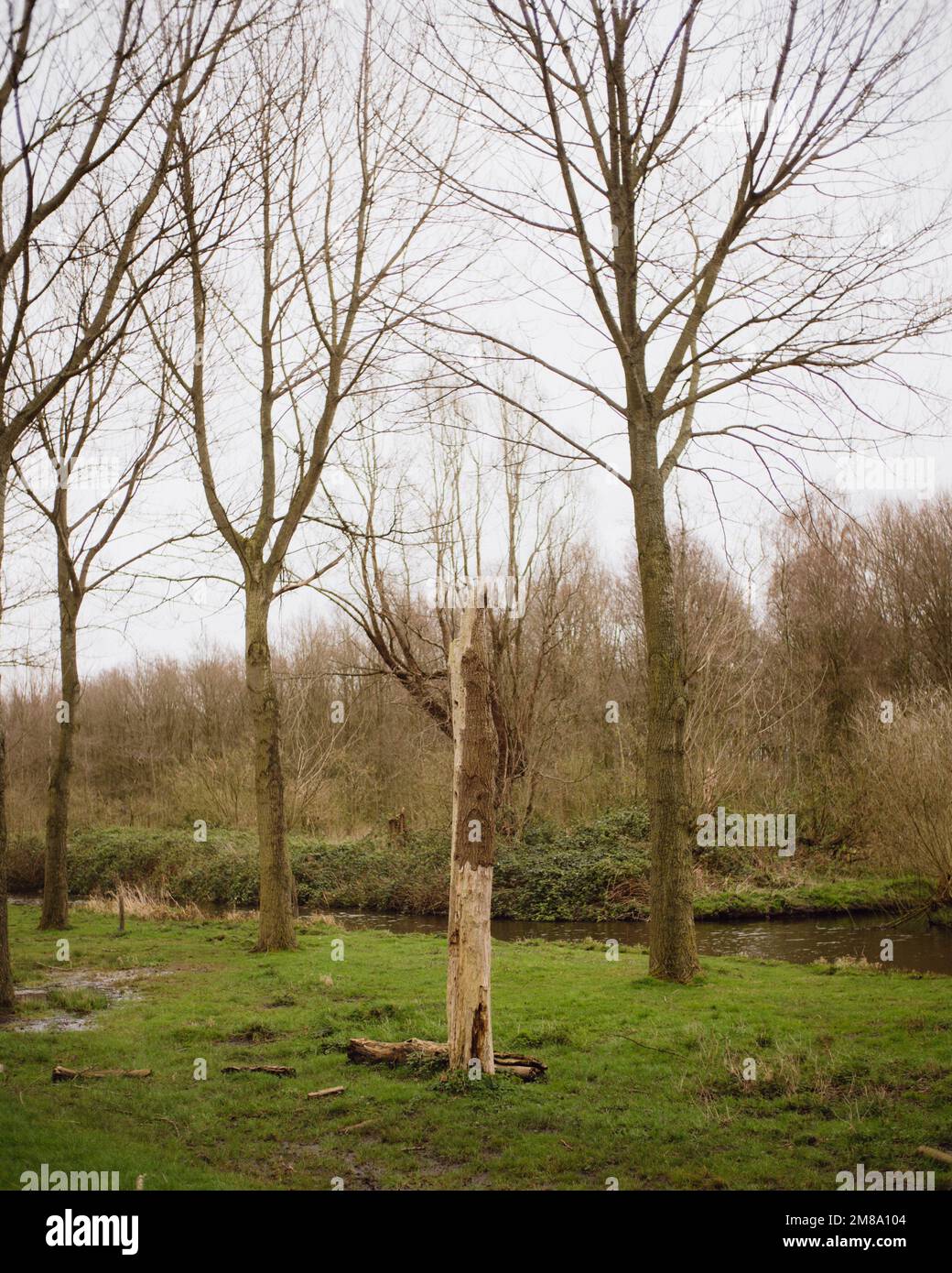 A vertical shot of a damaged tree trunk in a forest by a river Stock ...