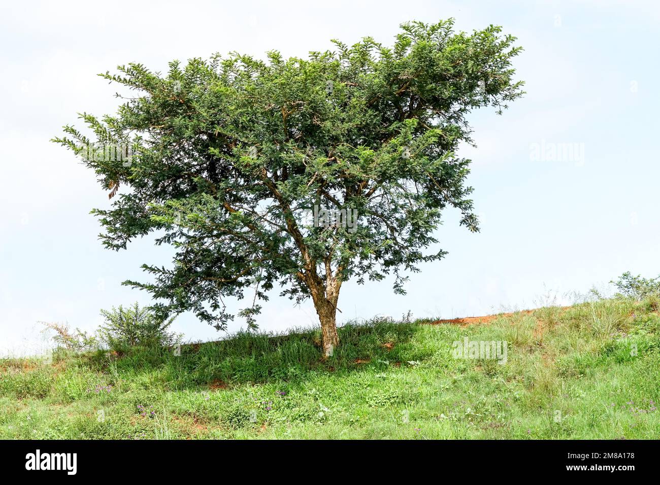 Acacia tree alone or by itself on a hillside in South Africa, a typical ...