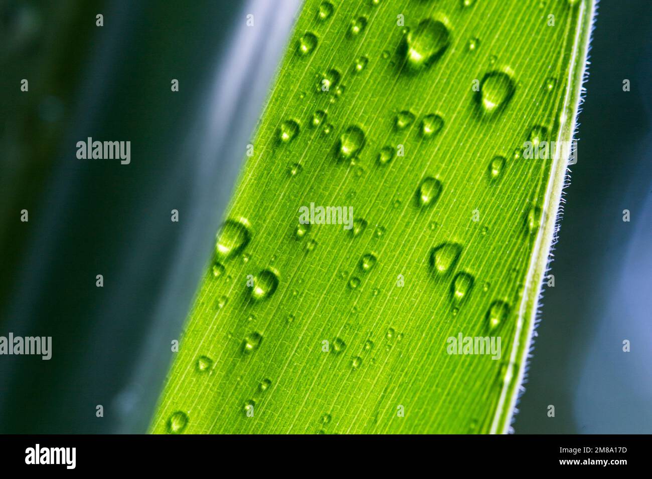 Close-up pure raindrops on a green leaf in a tropical rainforest during ...