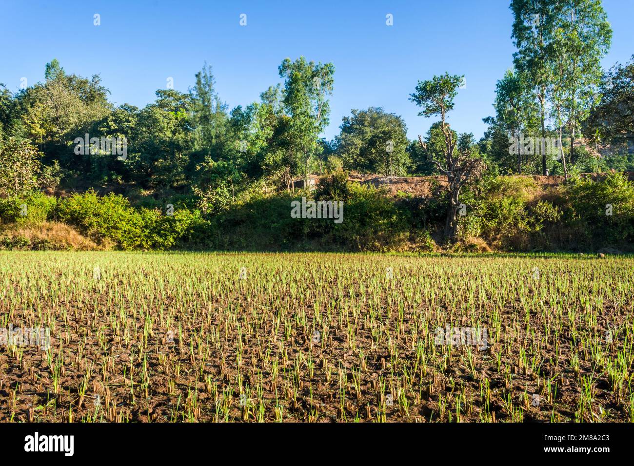 India Landscape Wallpaper