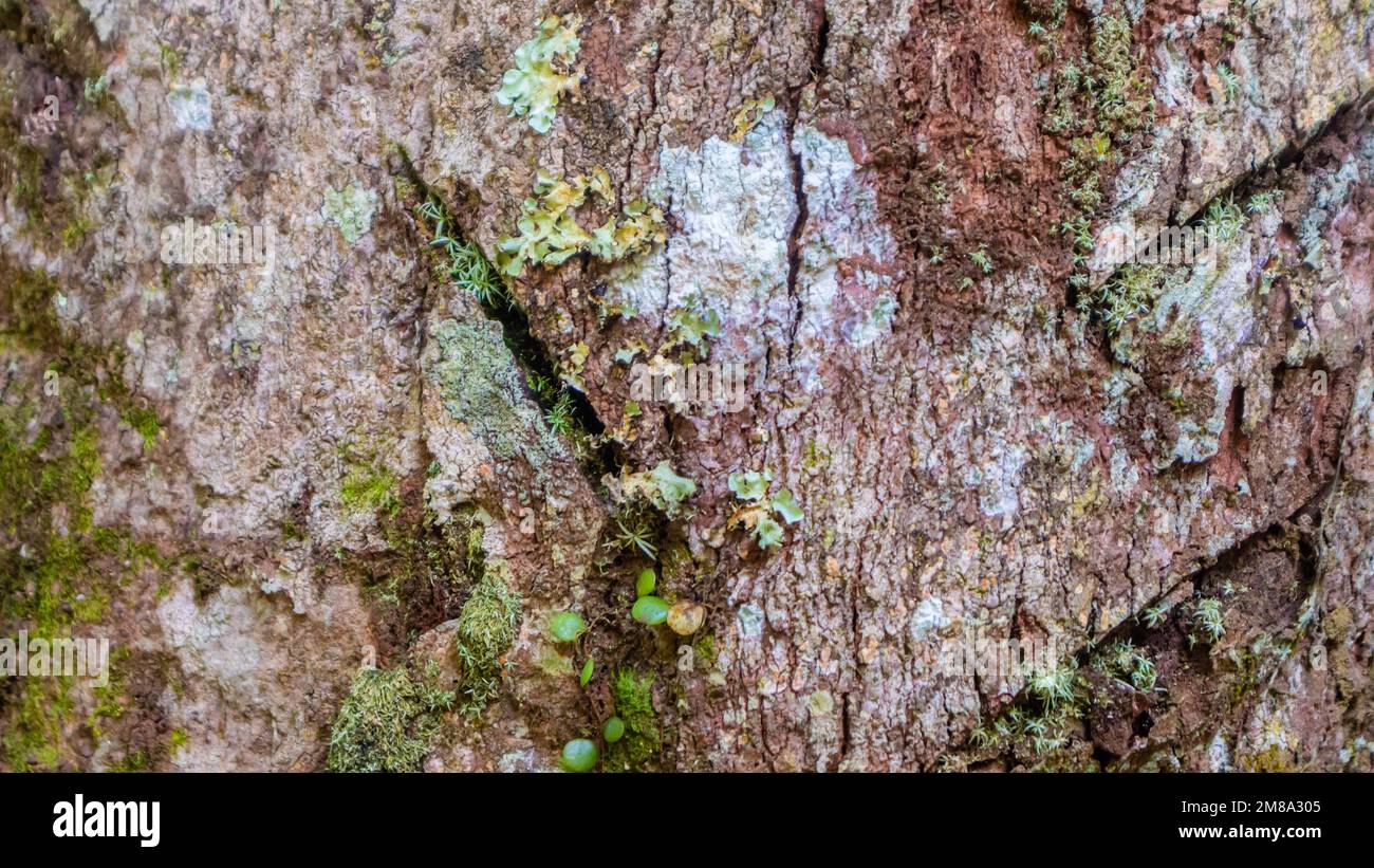 amazing bark texture as background Stock Photo - Alamy