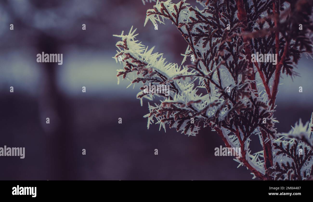 Frost covered leafs hi-res stock photography and images - Alamy