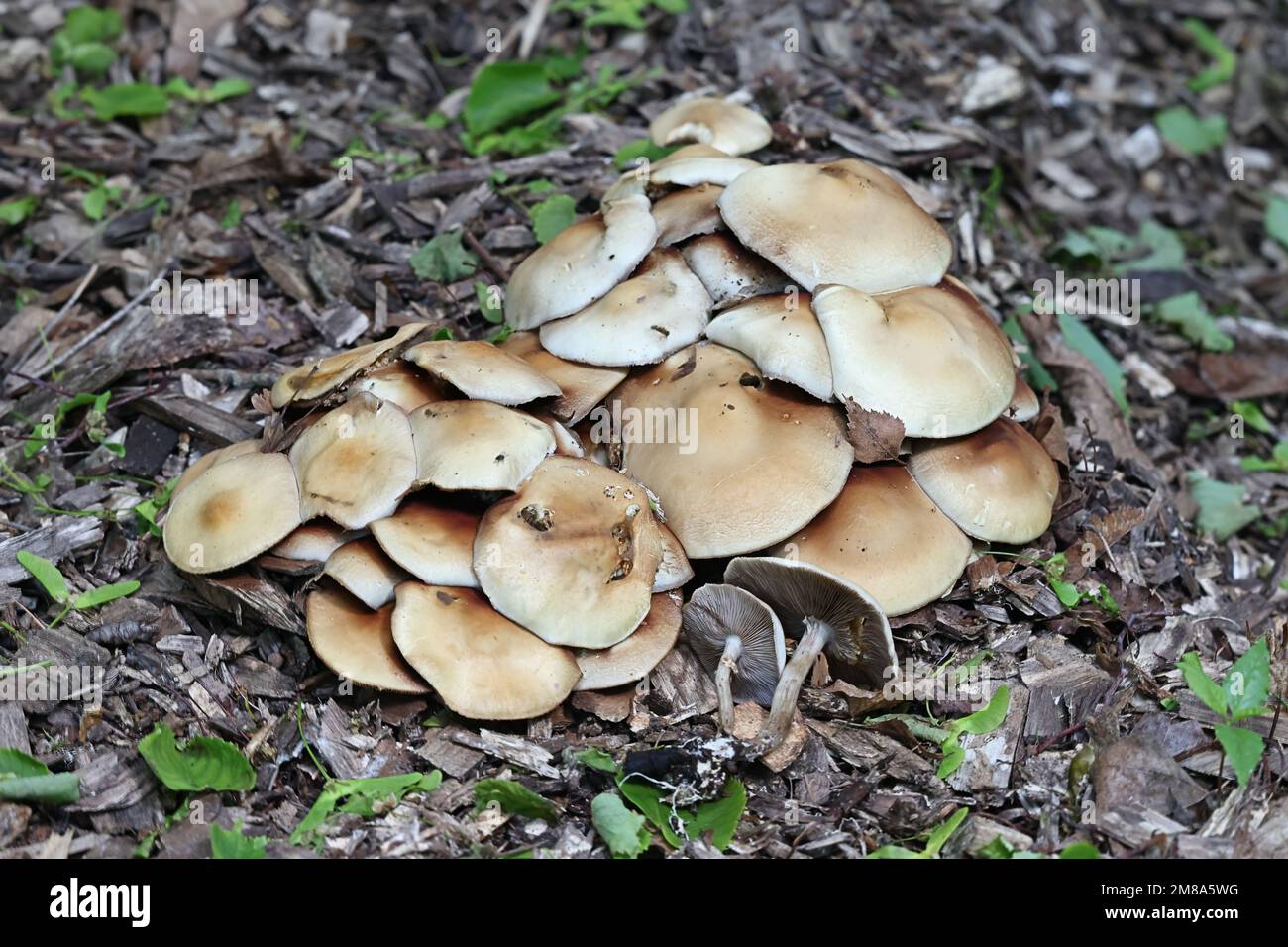 Agrocybe praecox, known as the Spring Fieldcap, wild mushroom from ...