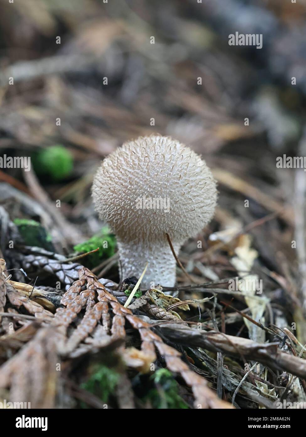Lycoperdon caudatum, known as the pedicel puffball, wild mushroom from ...