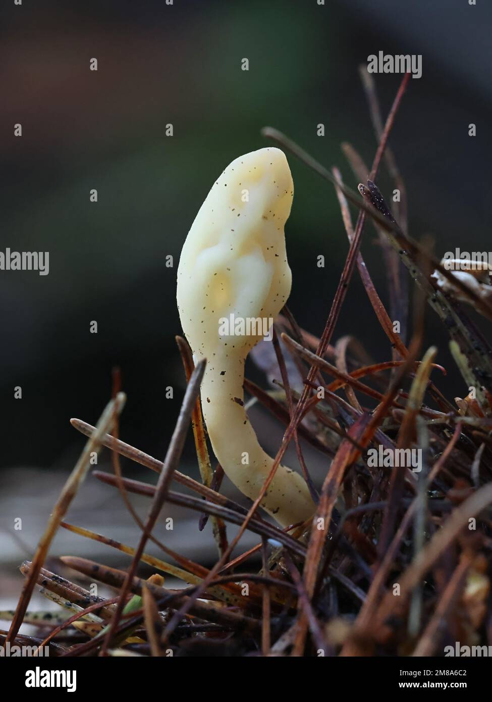Spathularia flavida, commonly known as the yellow earth tongue, the ...
