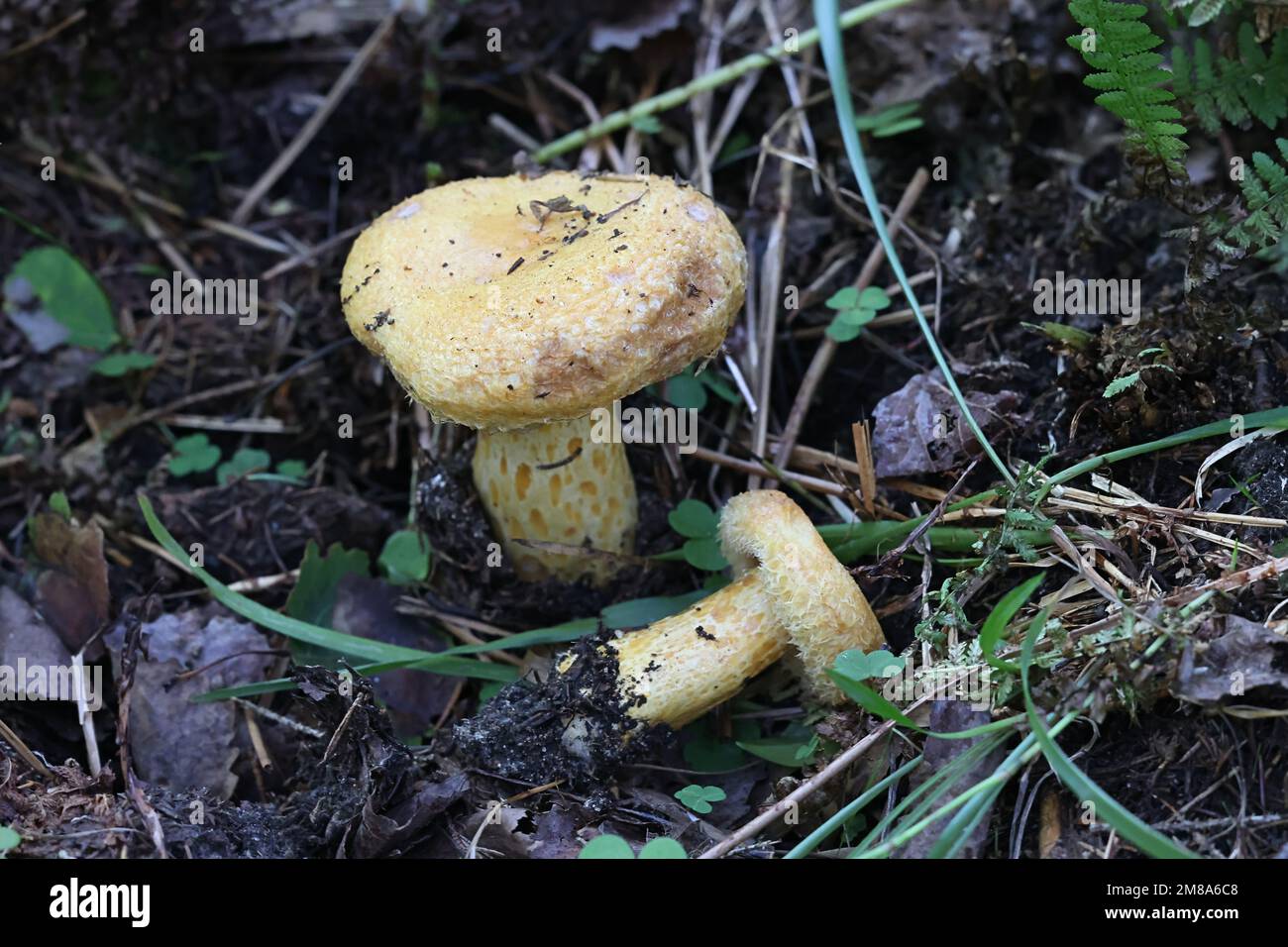 Purple staining milkcap hi-res stock photography and images - Alamy
