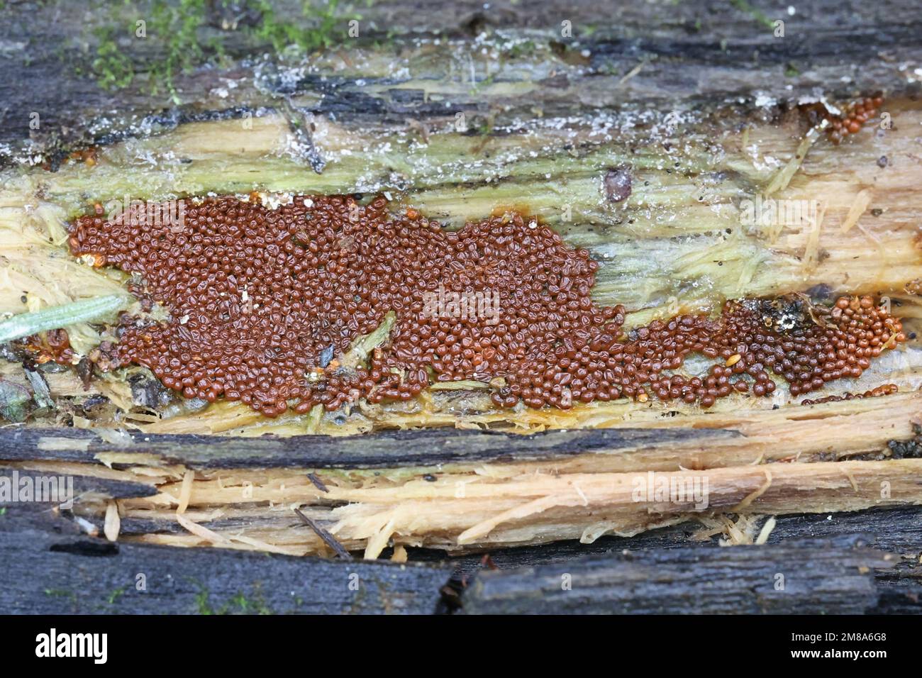Trichia scabra, a slime mold of the order Trichiales, no common English ...