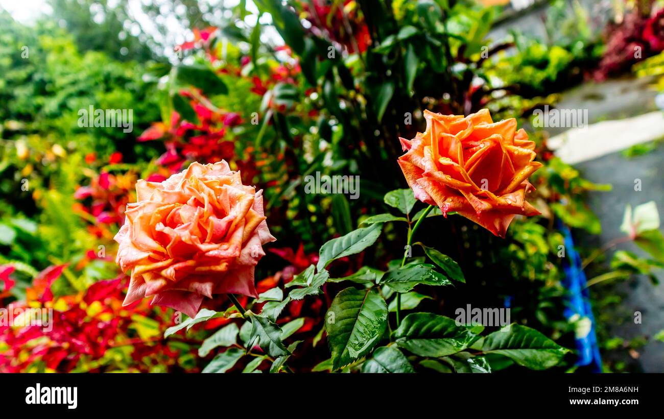 beautiful and amazing rose flower as background Stock Photo - Alamy