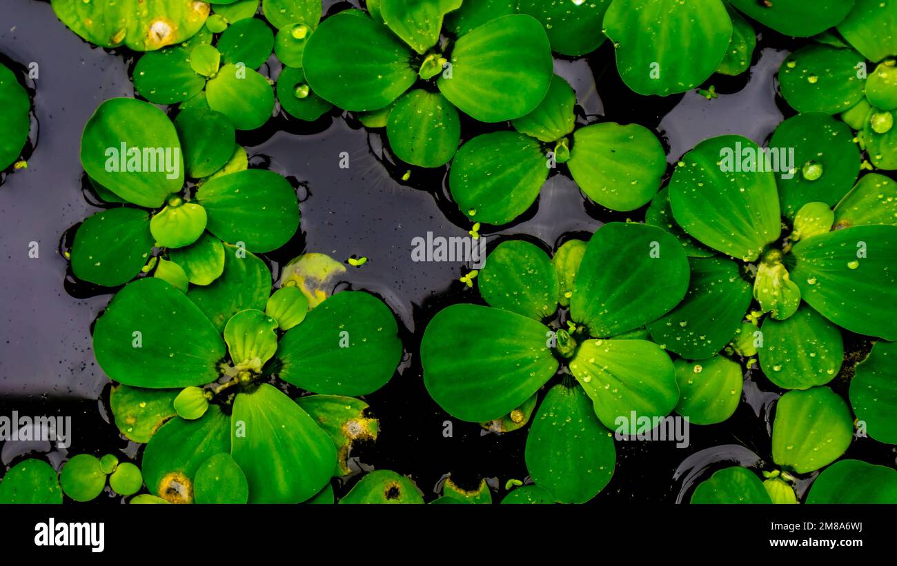 beautiful and amazing green aquatic plants Stock Photo - Alamy