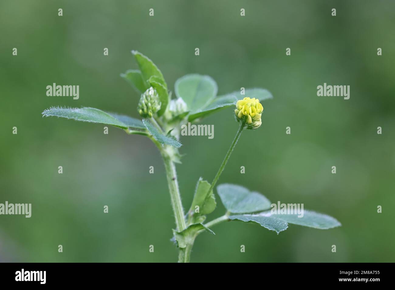 Black Medick, Medicago lupulina, also known as Black hay, Black meddick ...