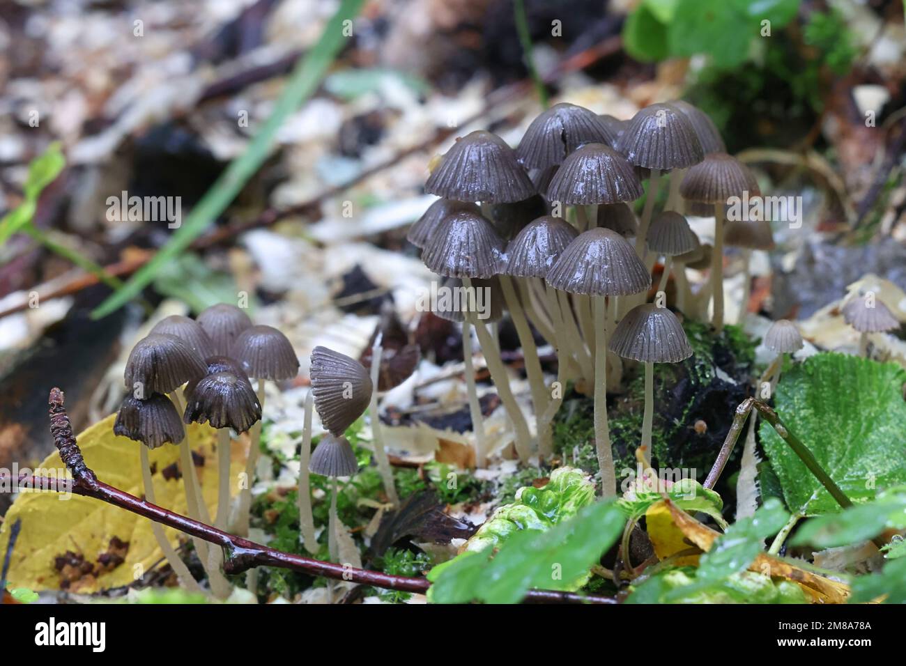 Fairy inkcap, Coprinellus disseminatus, also known as trooping crumble ...