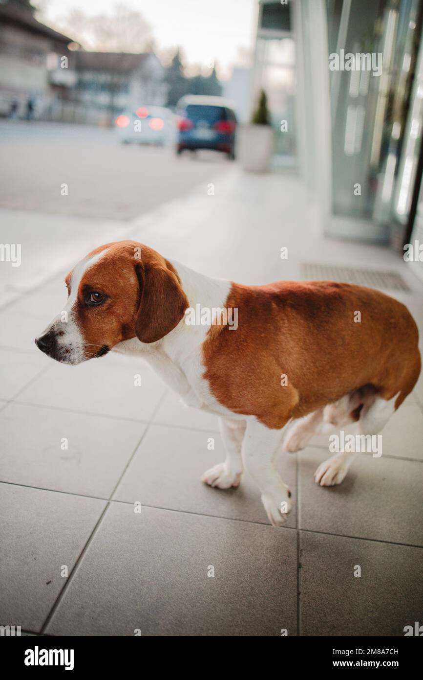 Drever hi-res stock photography and images - Alamy