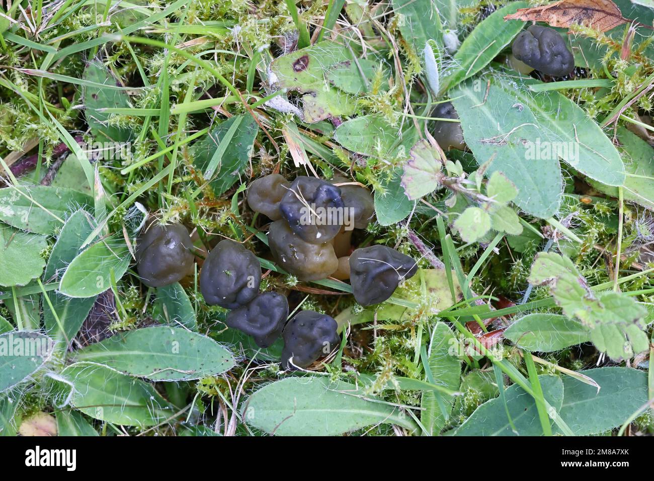 Leotia lubrica, commonly known as jelly baby or jellybaby, wild fungus ...