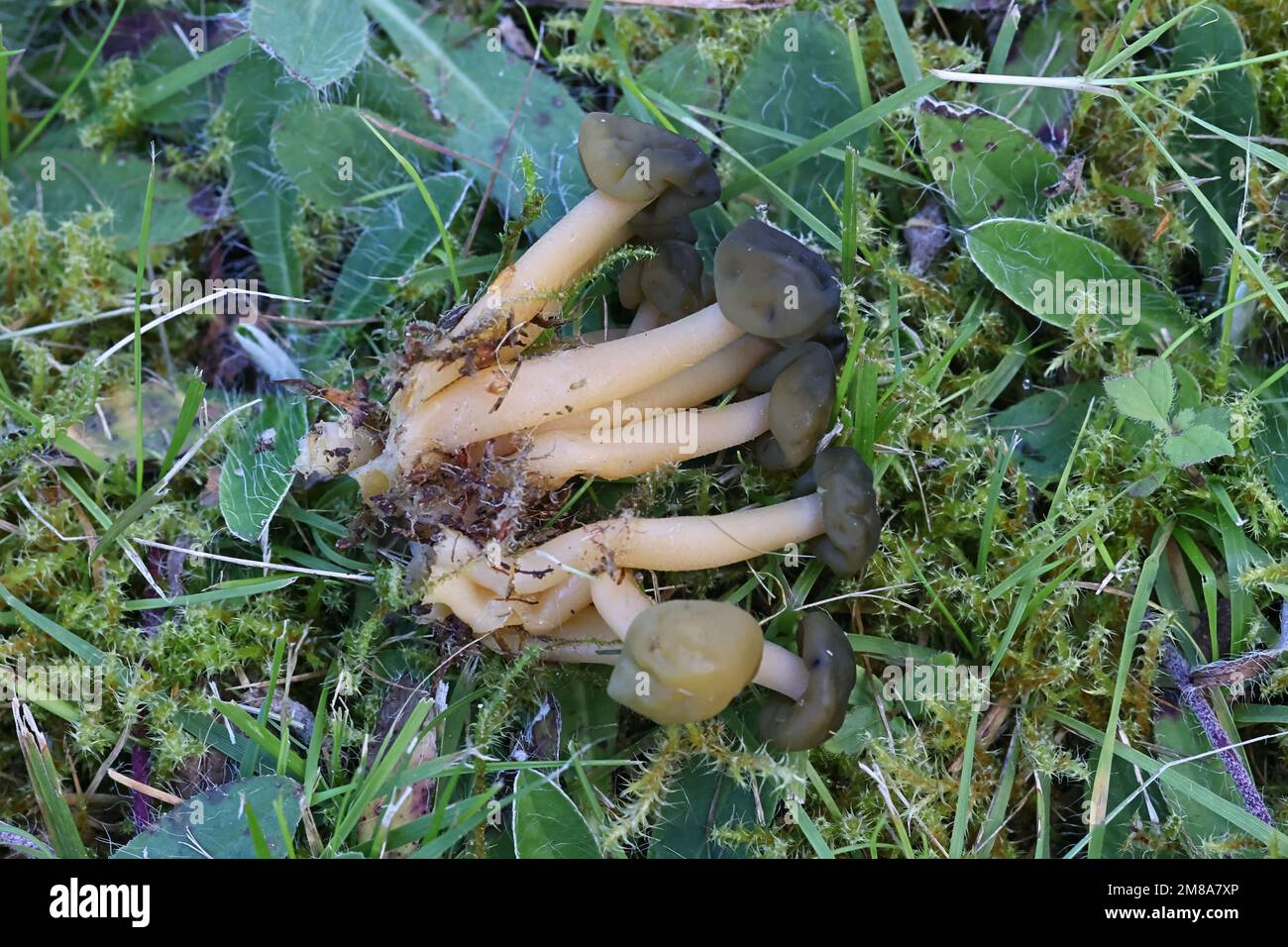 Leotia lubrica, commonly known as jelly baby or jellybaby, wild fungus ...