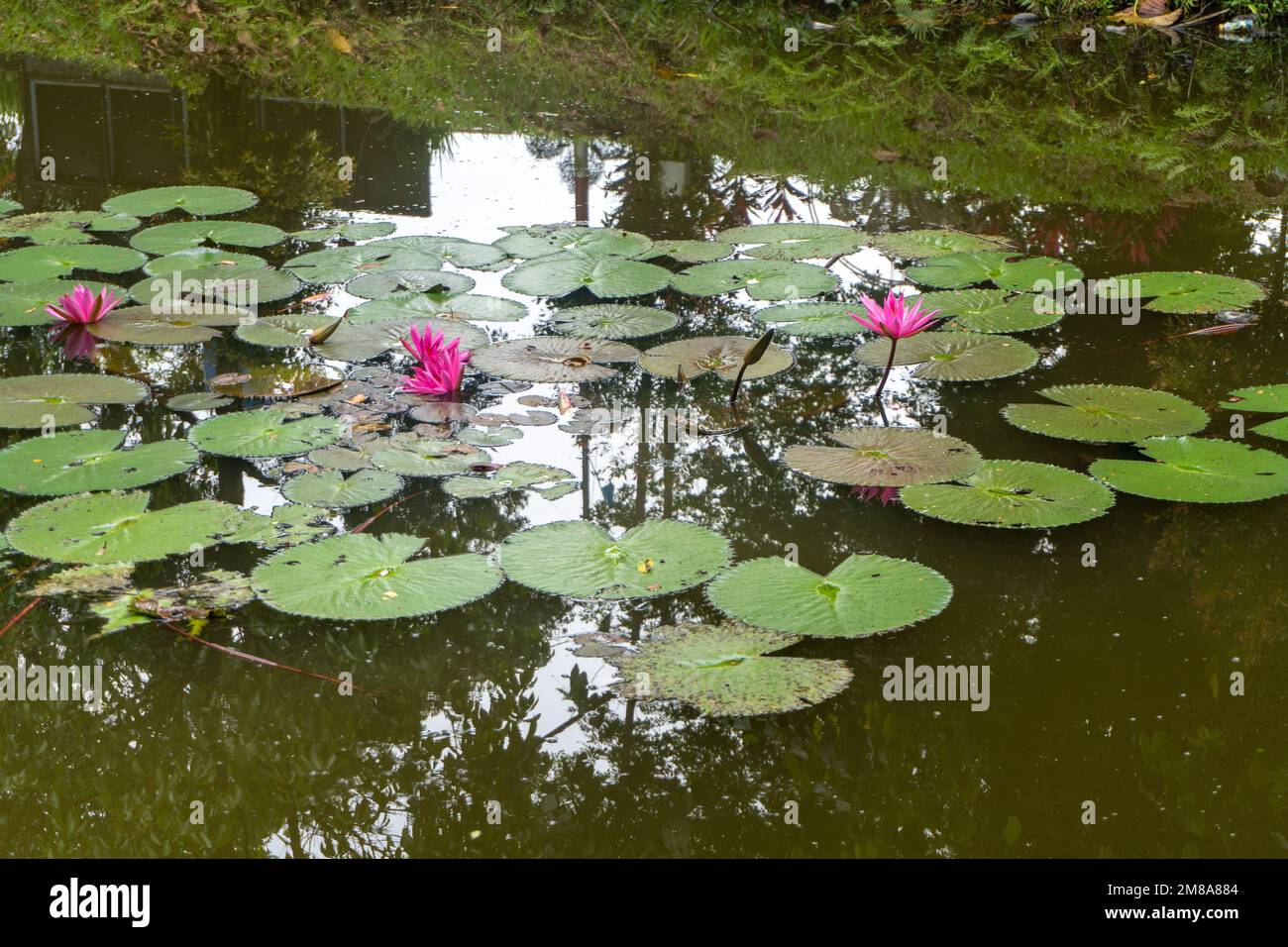 Lotus flower plants floating on pond water in city park landscape Stock ...