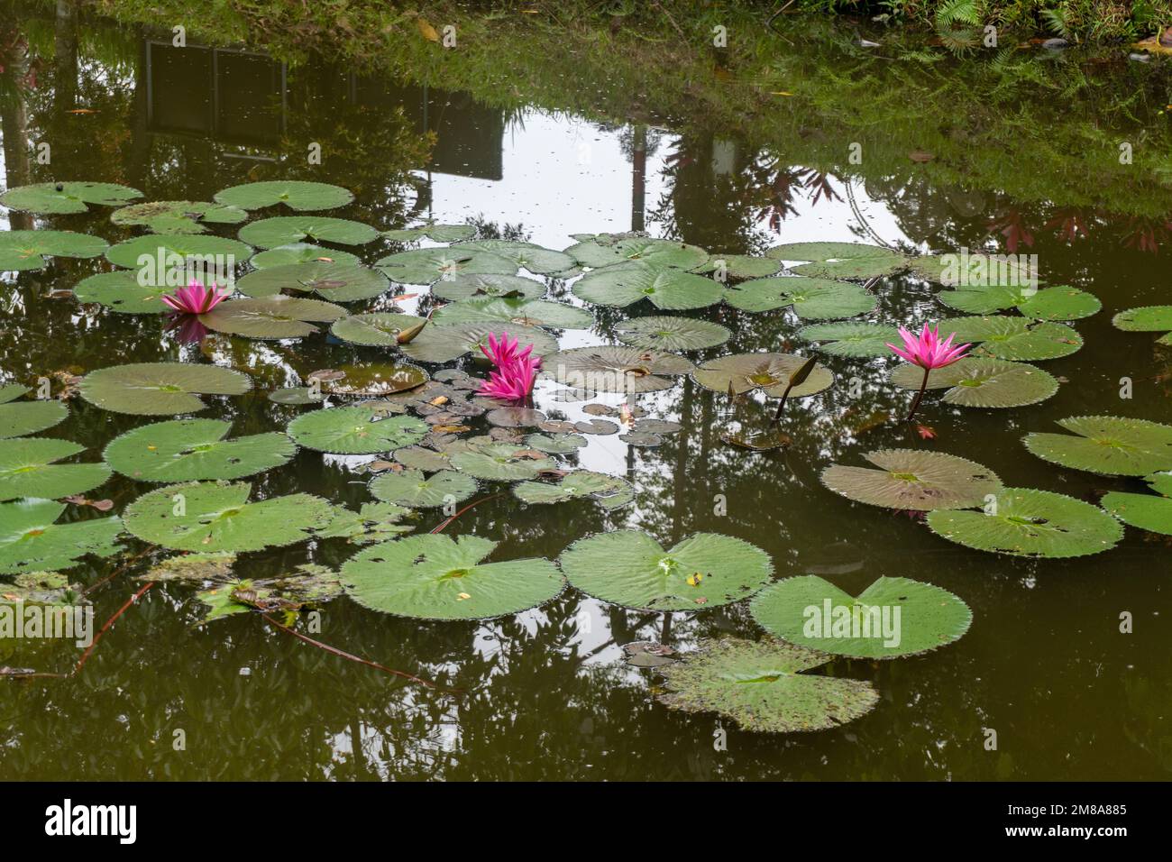 Lotus flower plants floating on pond water in city park landscape Stock ...